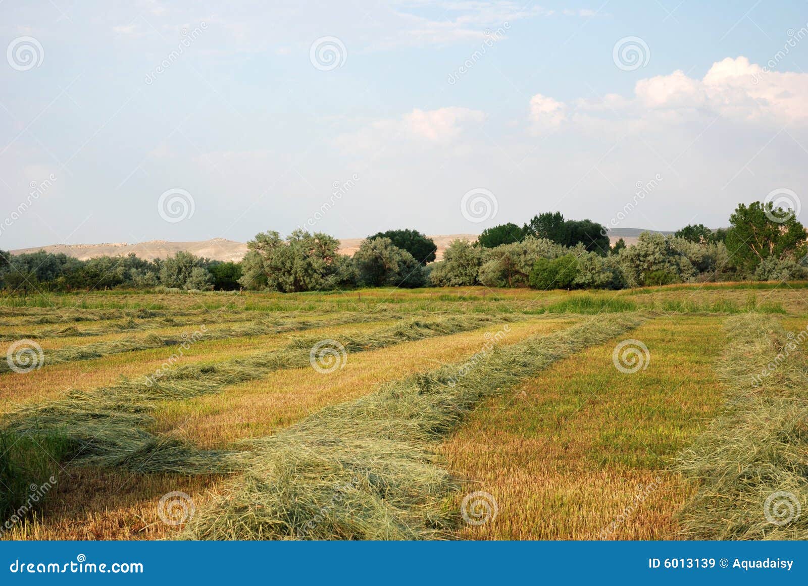 Windrows stock image. Image of tree, fence, field, hill - 6013139
