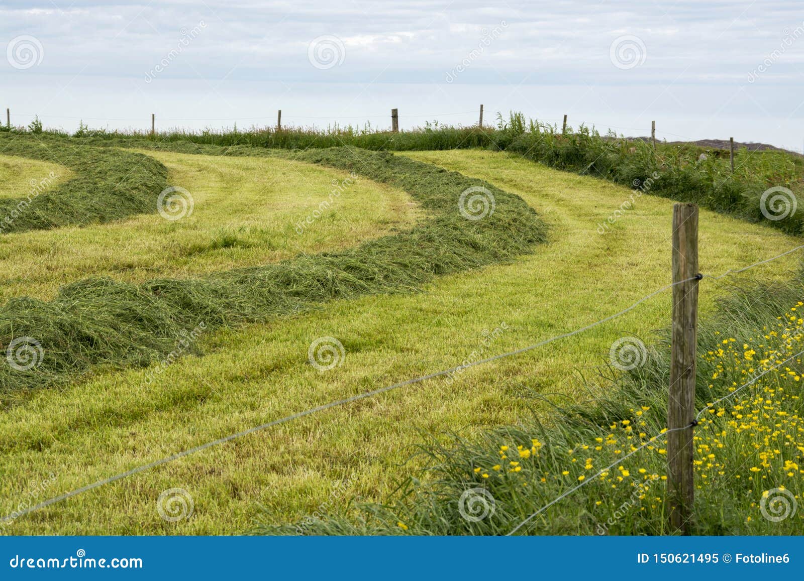 Windrows Of Freshly Mown Hay With A Tractor Mowing Machine Royalty-Free ...