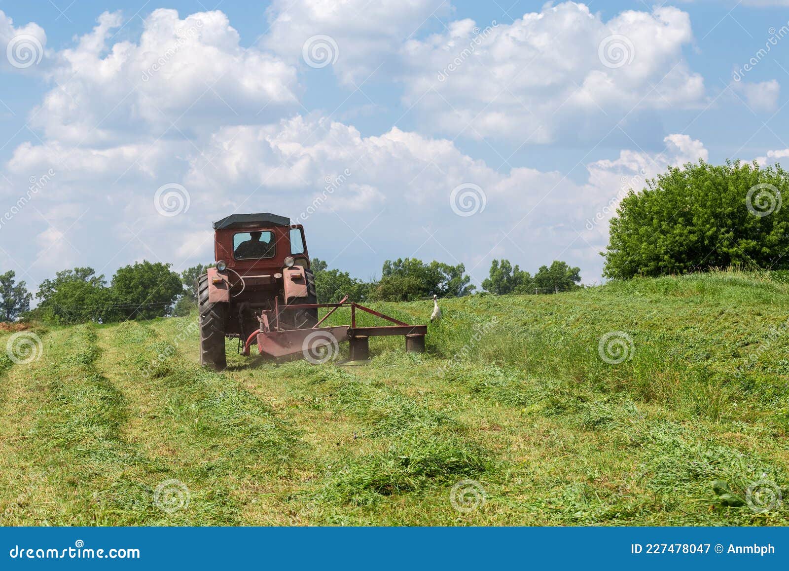 Windrows of Freshly Mown Hay with a Tractor Mowing Machine Stock Image ...