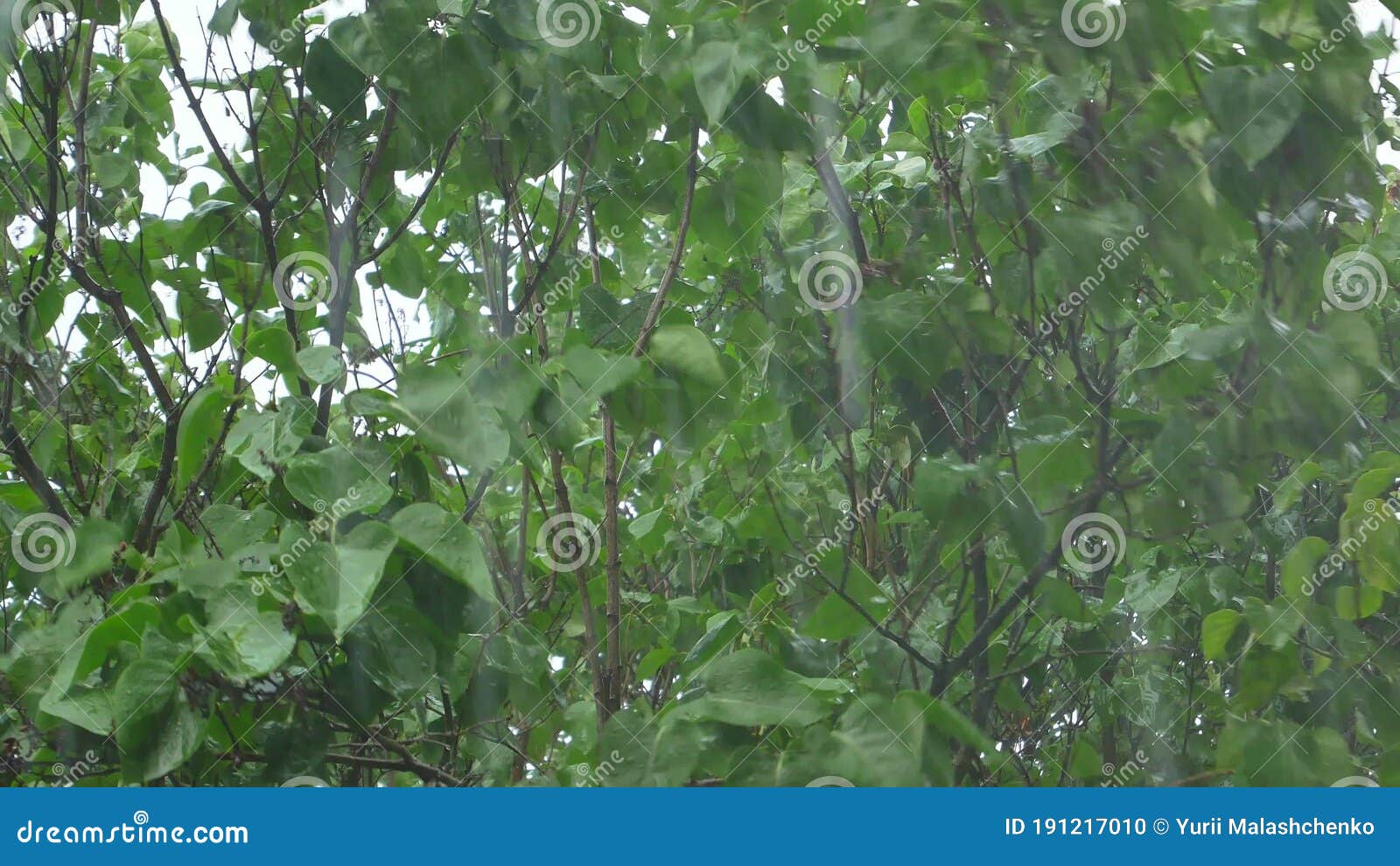 Winds the Tree in the Wind in the Rain. Stock Footage - Video of heavy ...