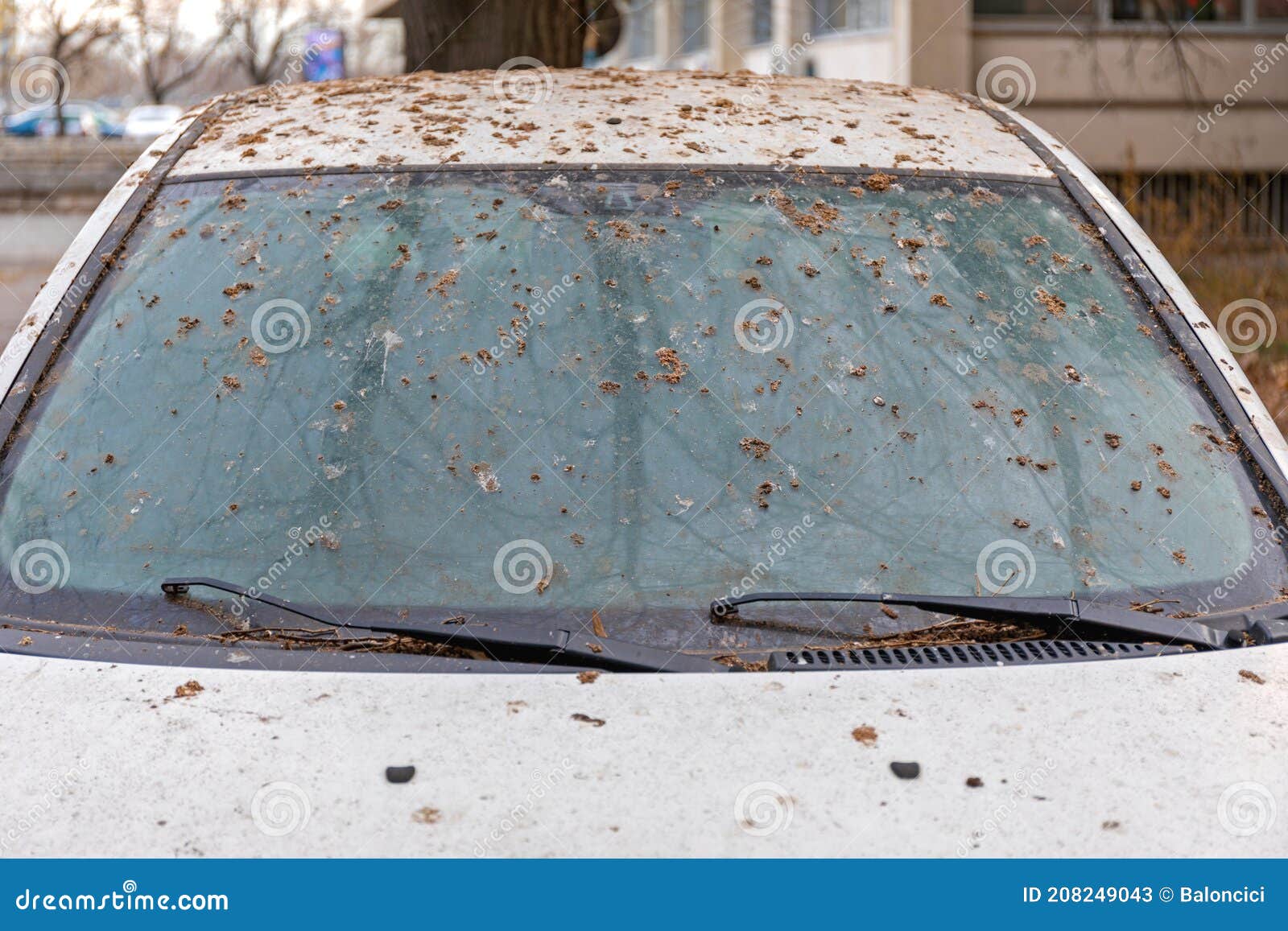 Windscreen Birds Poop stock image. Image of auto, animals - 208249043