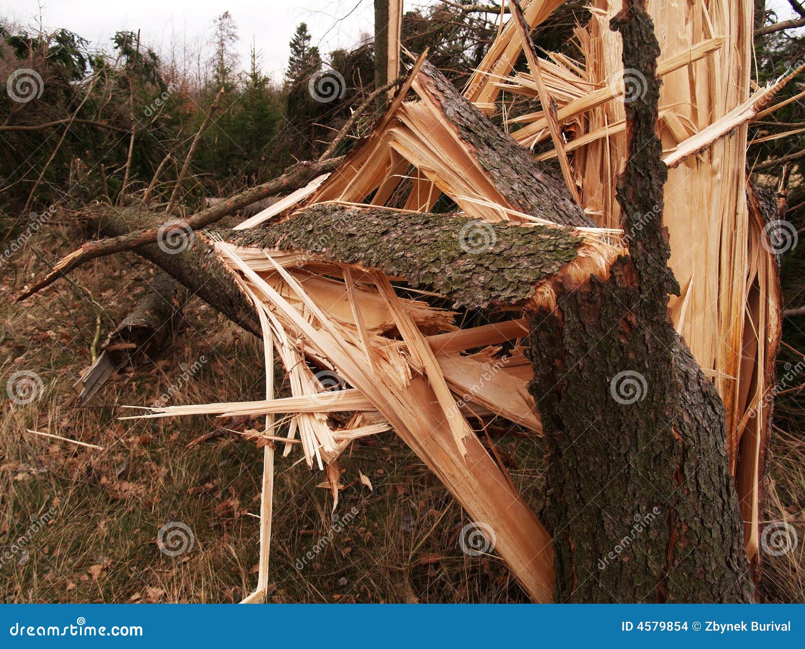 Windstorm damage stock photo. Image of nature, damage - 4579854