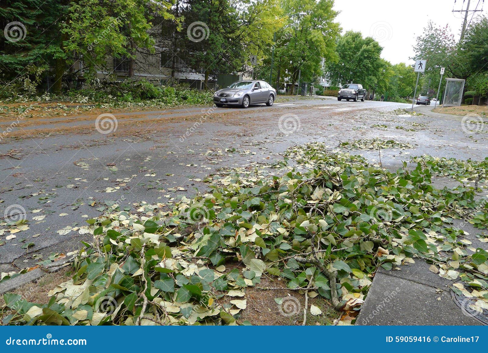 Windstorm Damage editorial photo. Image of fallen, disaster - 59059416