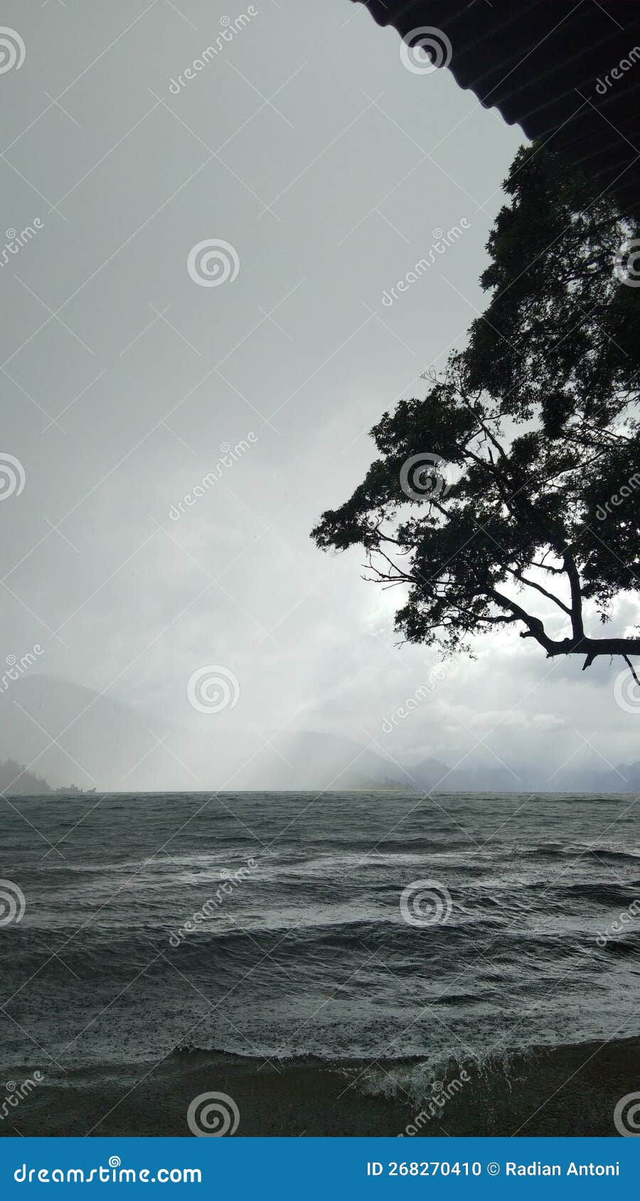 Windstorm in the Lake stock photo. Image of branch, plant - 268270410