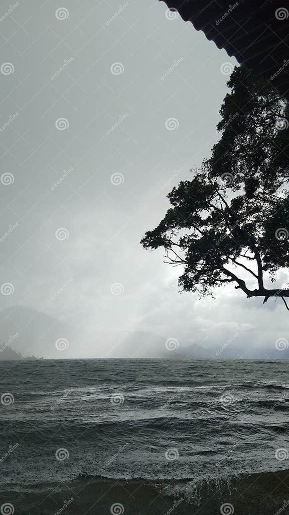 Windstorm in the Lake stock photo. Image of branch, plant - 268270410