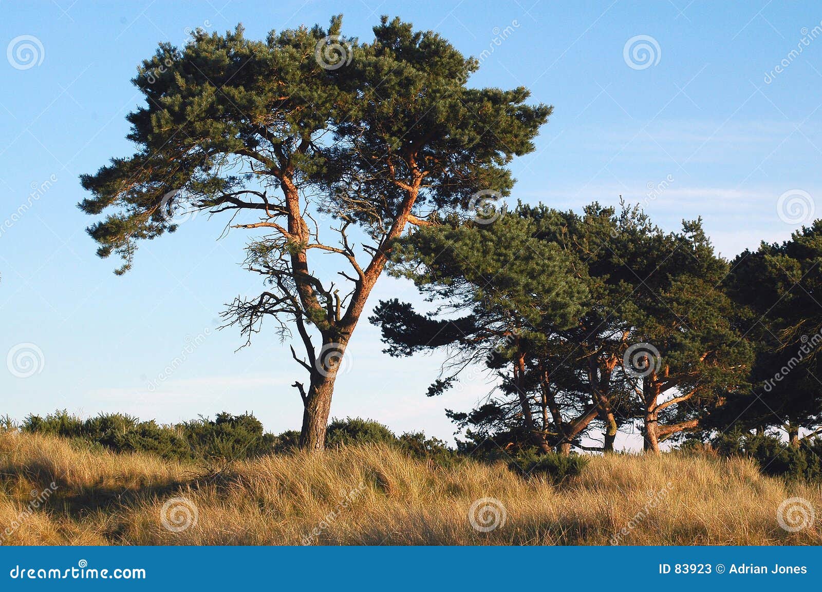Windswept stock image. Image of woodland, spring, copse - 83923