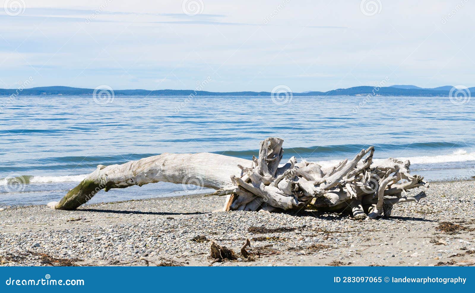 Windswept Bleached Log on Pebble Beach with Blue Sea Water and Horizon ...