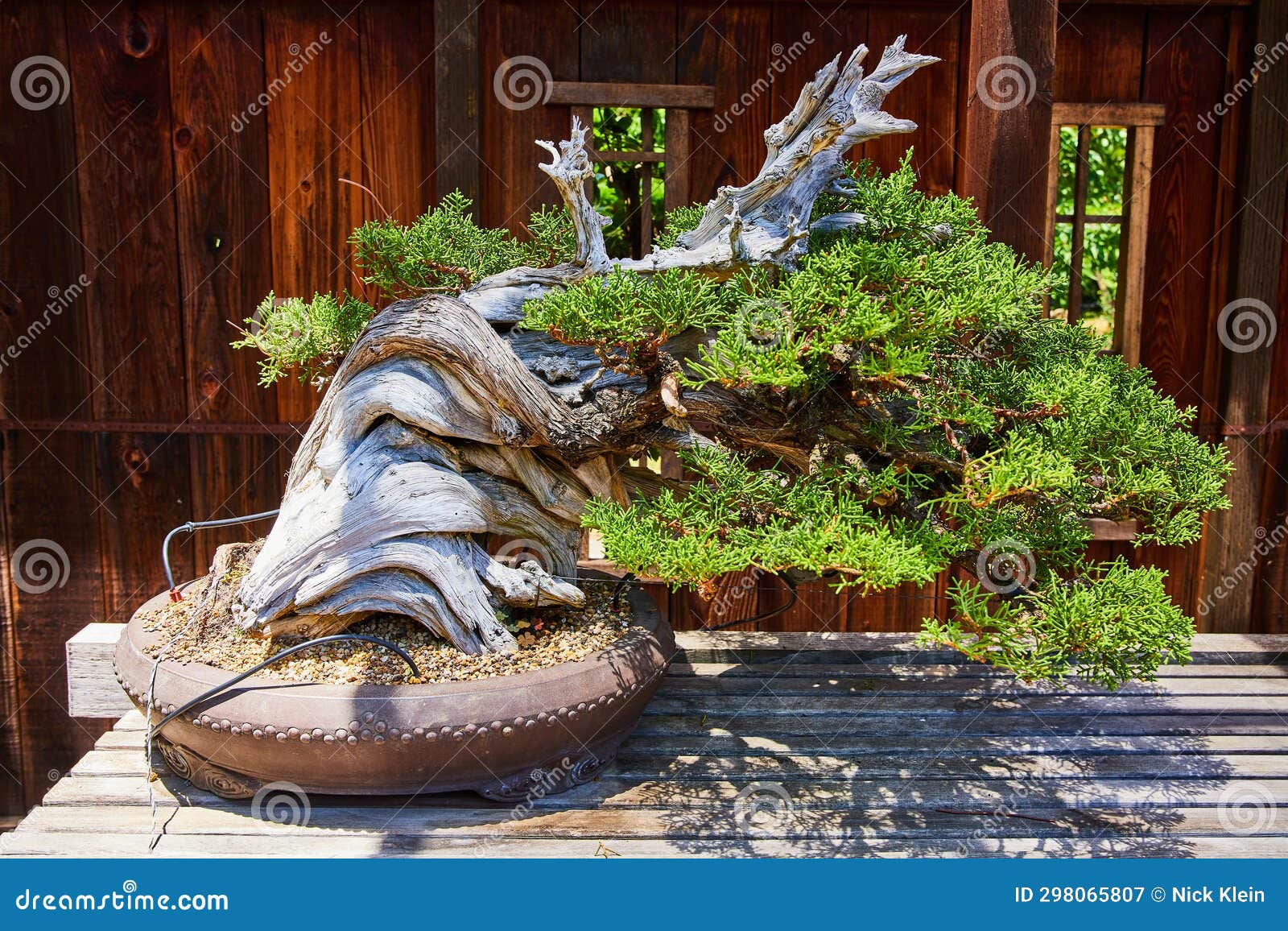 Windswept Bonsai Tree Twisted into Horizontal Shape, on Table, Wooden ...
