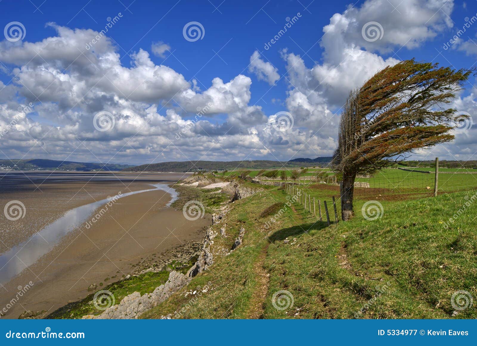 Windswept coastal tree stock image. Image of mudflats - 5334977