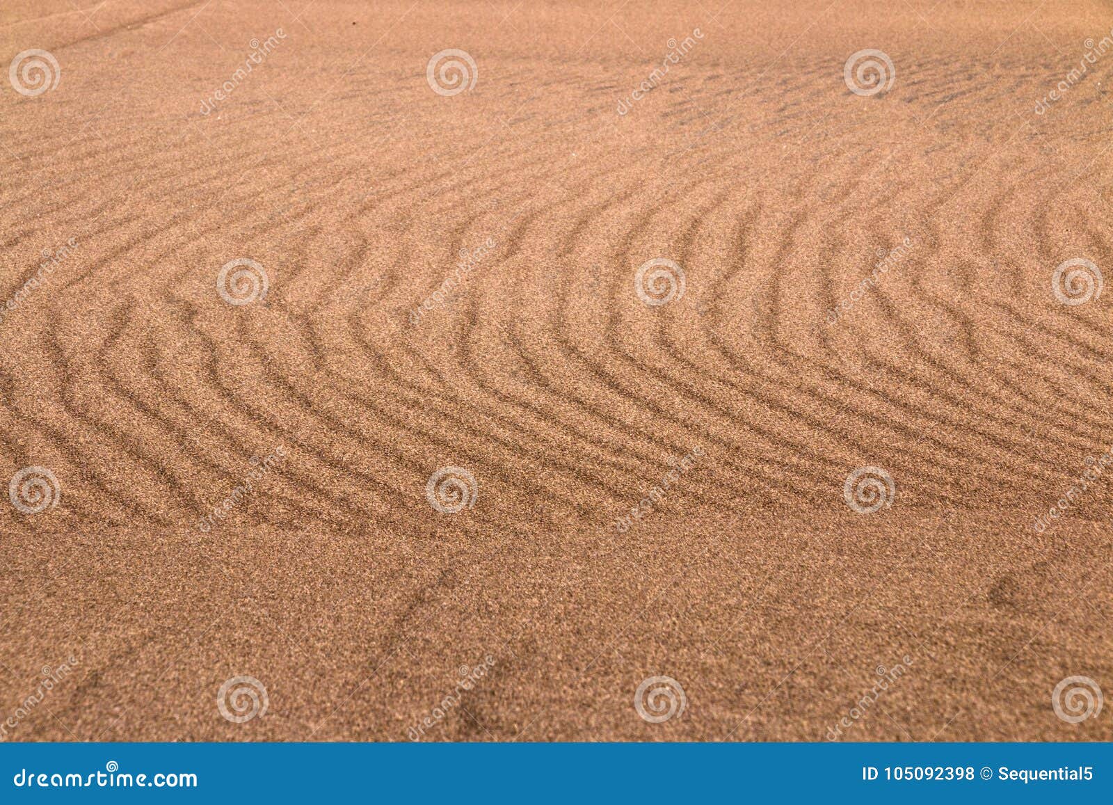 Windswept stock photo. Image of curved, beautiful, landscapes - 105092398