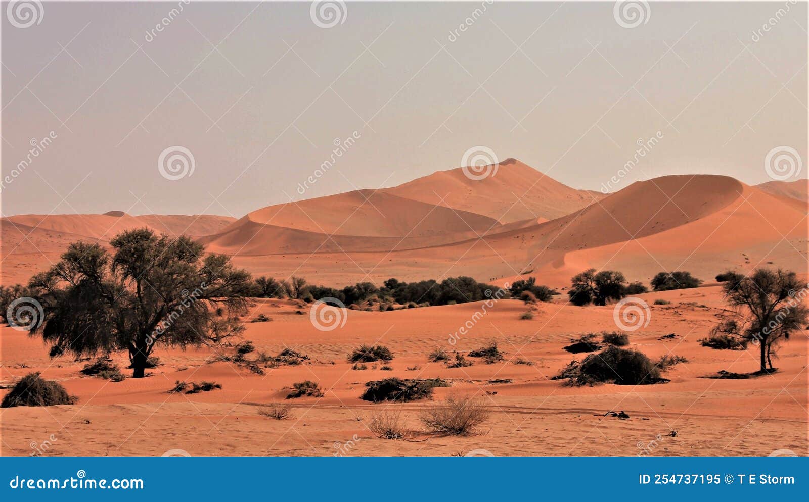 The Windswept Curves of the Sand Dunes of the Namib Desert Stock Image ...