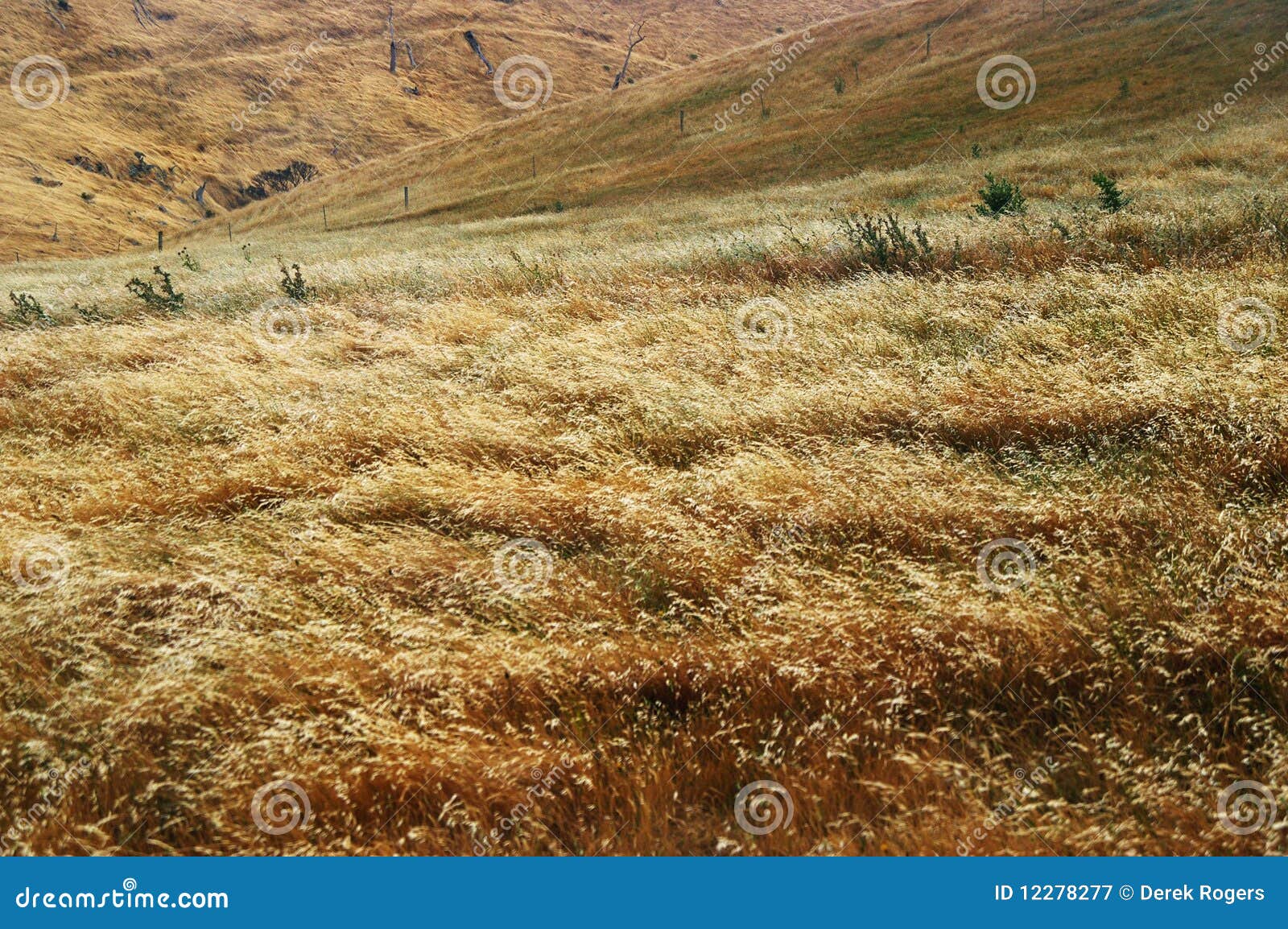 Windswept fields stock image. Image of background, grain - 12278277