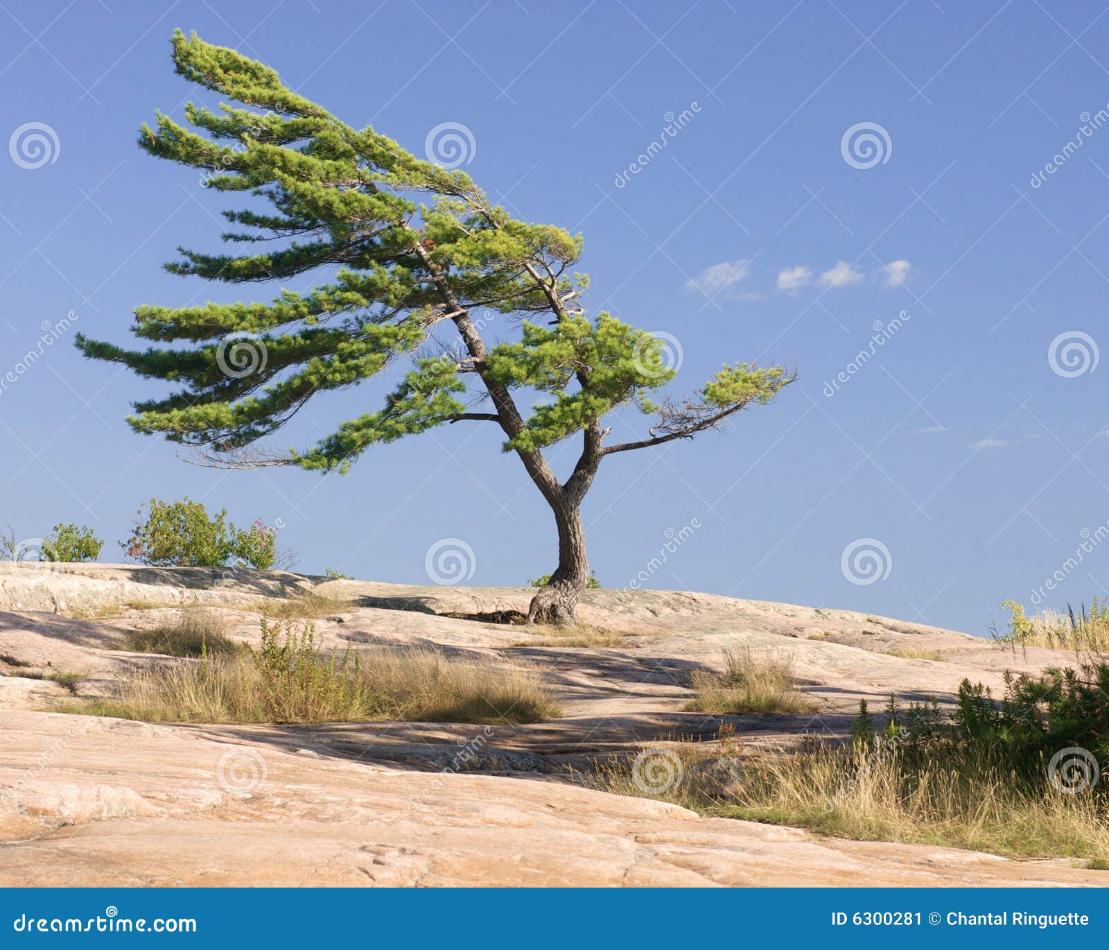 Windswept pine tree stock image. Image of nature, provincial - 6300281