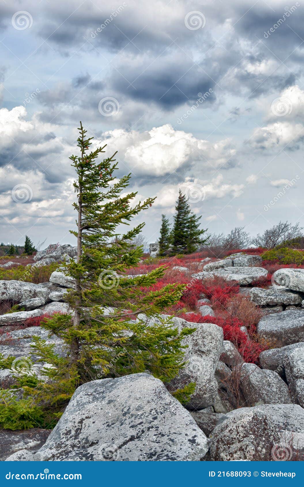 Windswept Pine Tree in Rocky Landscape Stock Image - Image of boulders ...