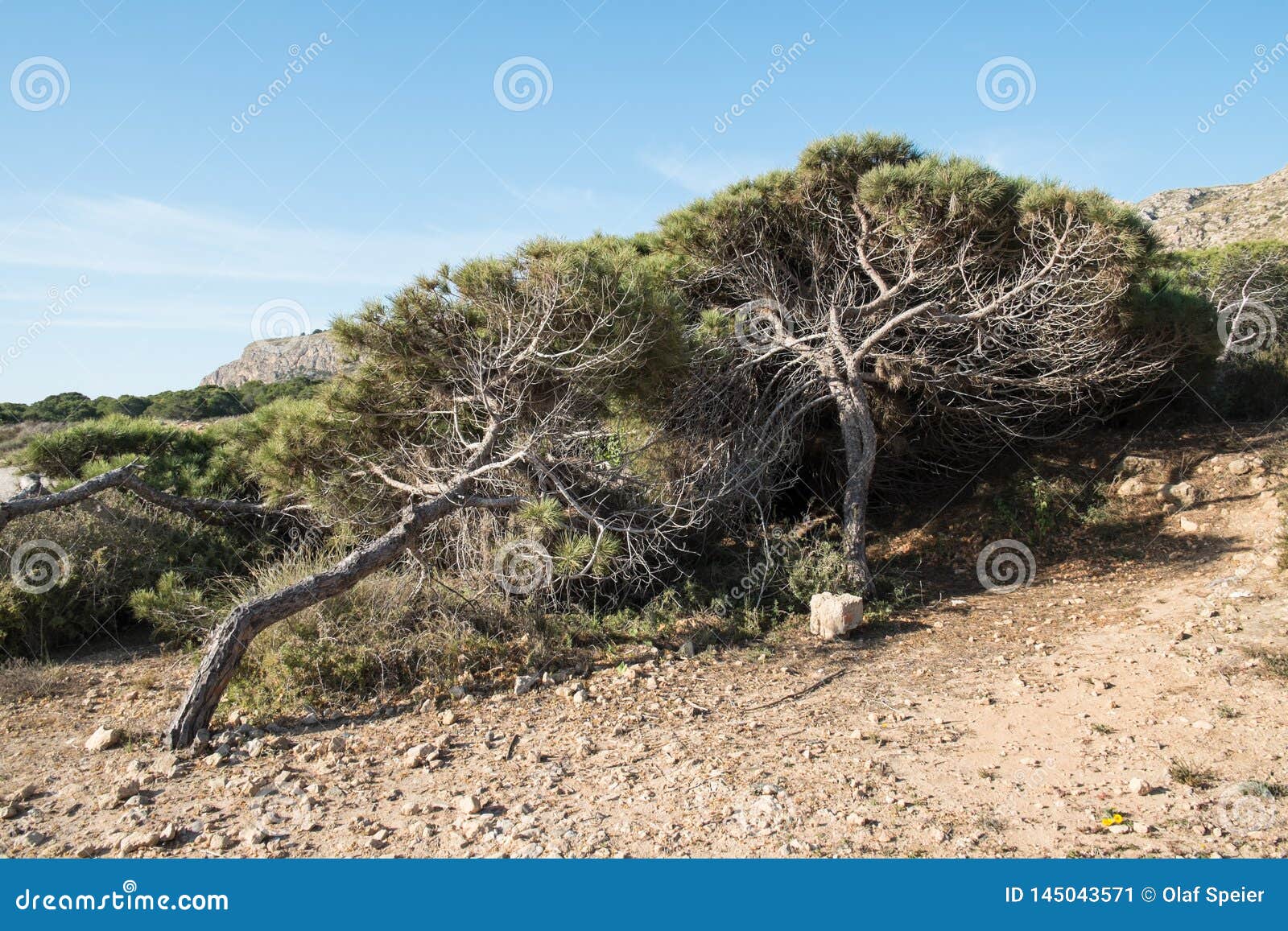 Windswept pine trees stock image. Image of tree, spain - 145043571