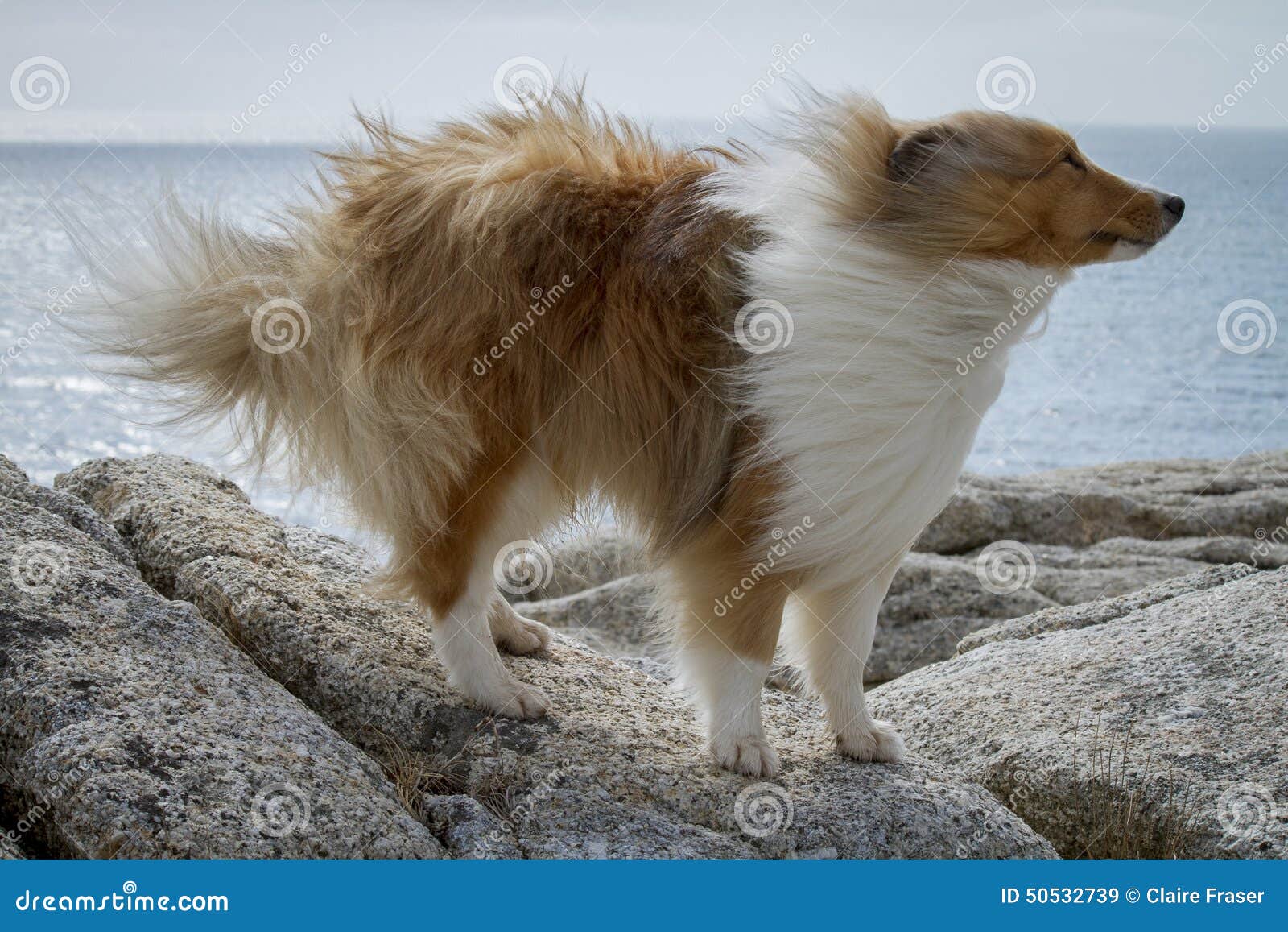Windswept stock image. Image of harbour, puppy, beach - 50532739