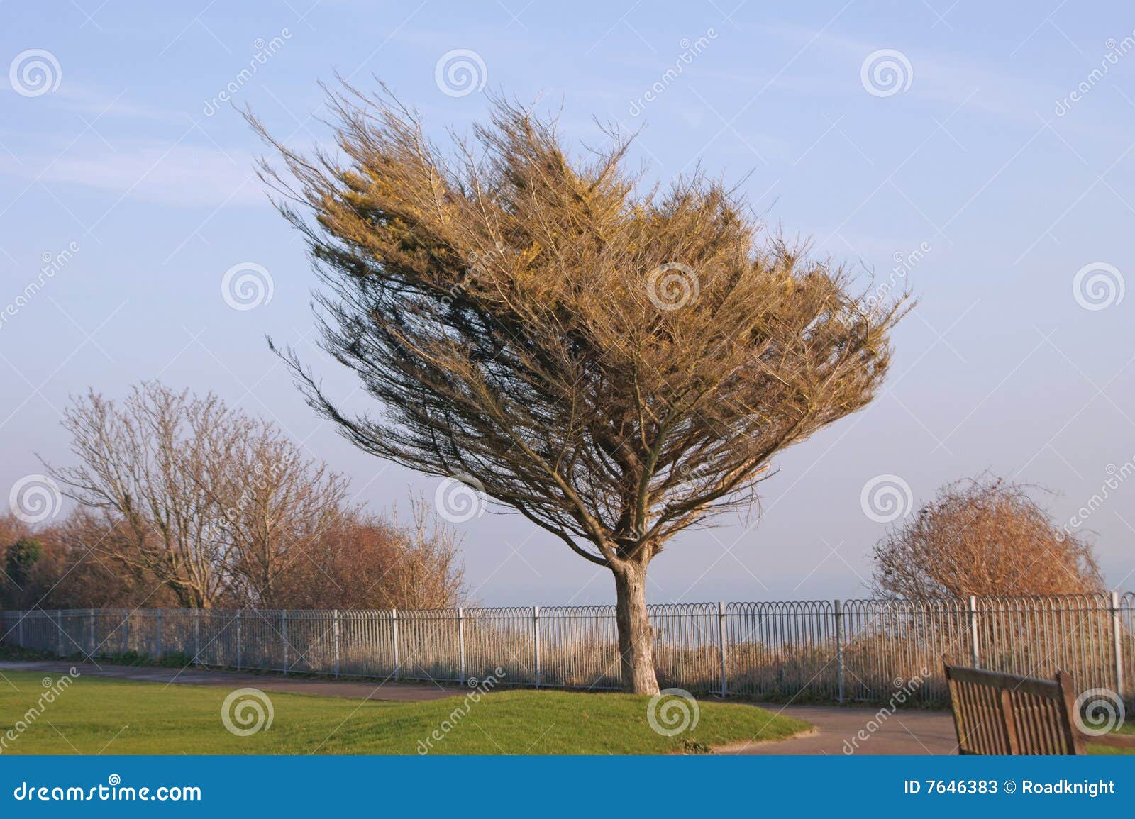 Windswept tree stock image. Image of garden, grass, blown - 7646383