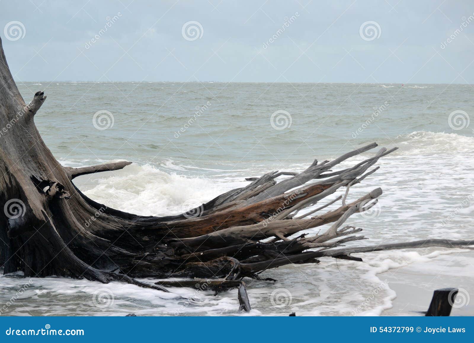 Windswept Tree on the Beach Stock Image - Image of windy, windswept ...