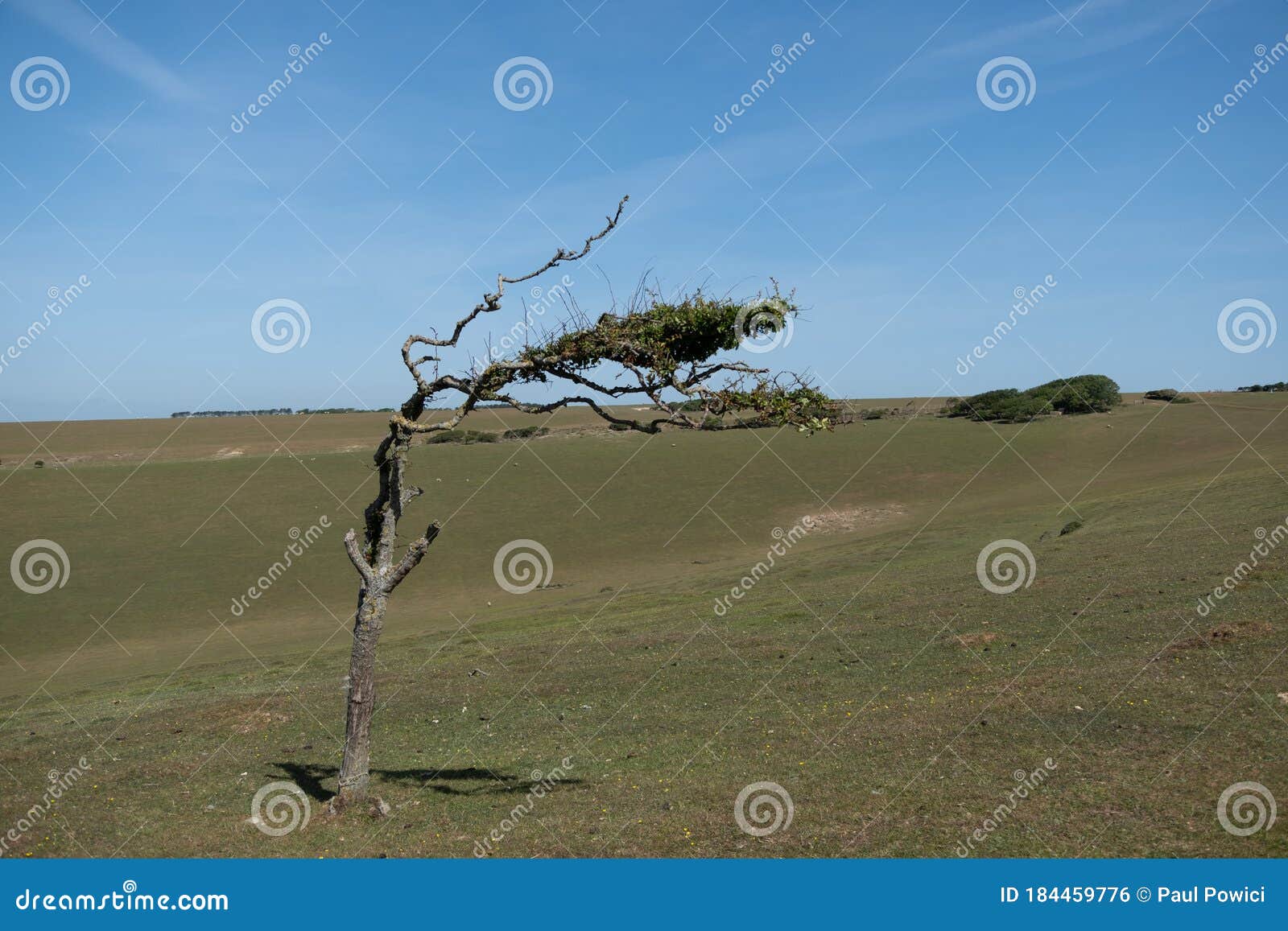Windswept tree stock photo. Image of environment, morning - 184459776