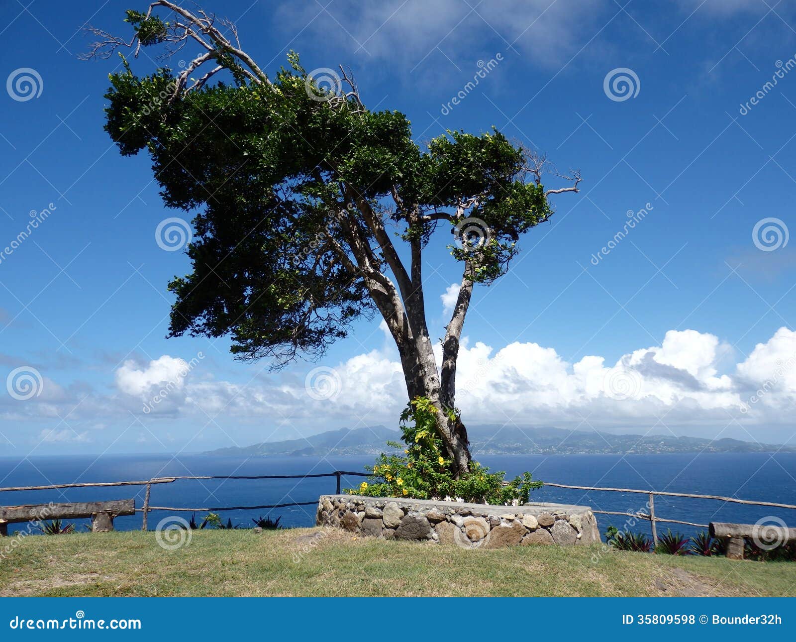 A Windswept Tree on a Bluff Stock Photo - Image of sunshine, view: 35809598