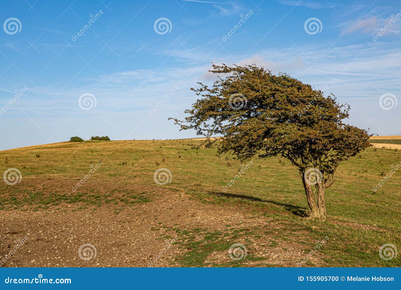 A Windswept Tree stock photo. Image of geography, blue - 155905700