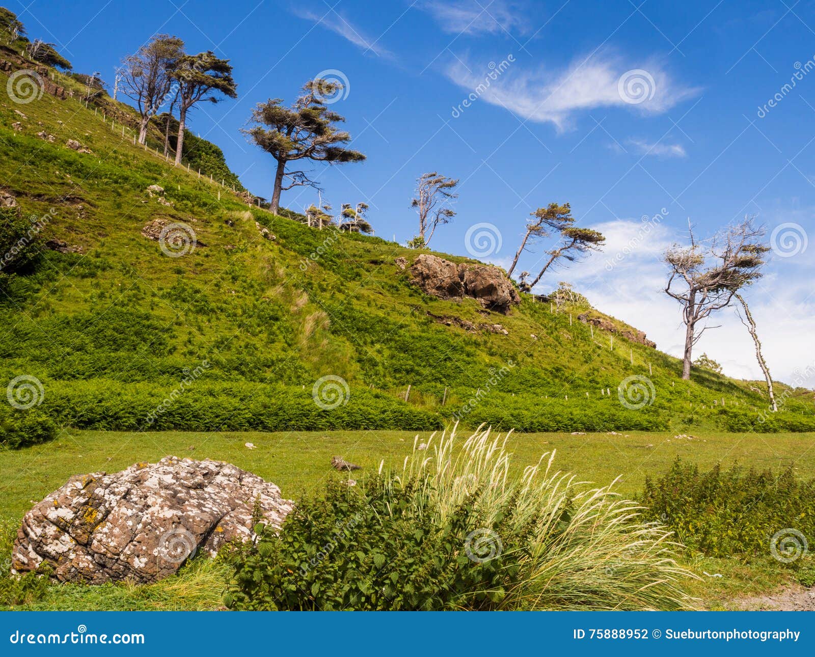 Windswept tree stock photo. Image of windswept, blue - 75888952