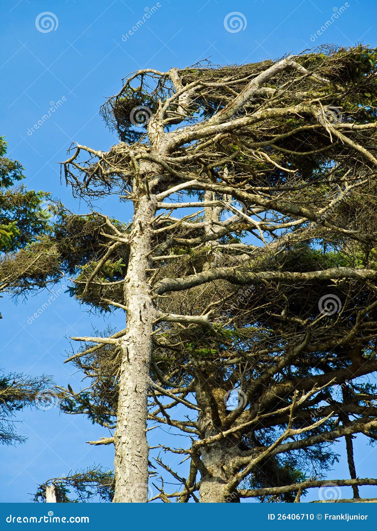 Windswept Trees stock photo. Image of flora, blue, bend - 26406710