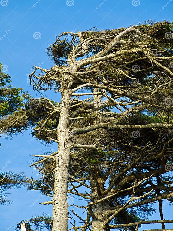 Windswept Trees stock photo. Image of flora, blue, bend - 26406710