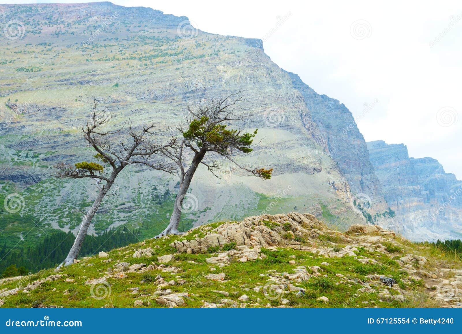 Windswept Trees Bend with the Continuous Winds. Stock Photo - Image of ...