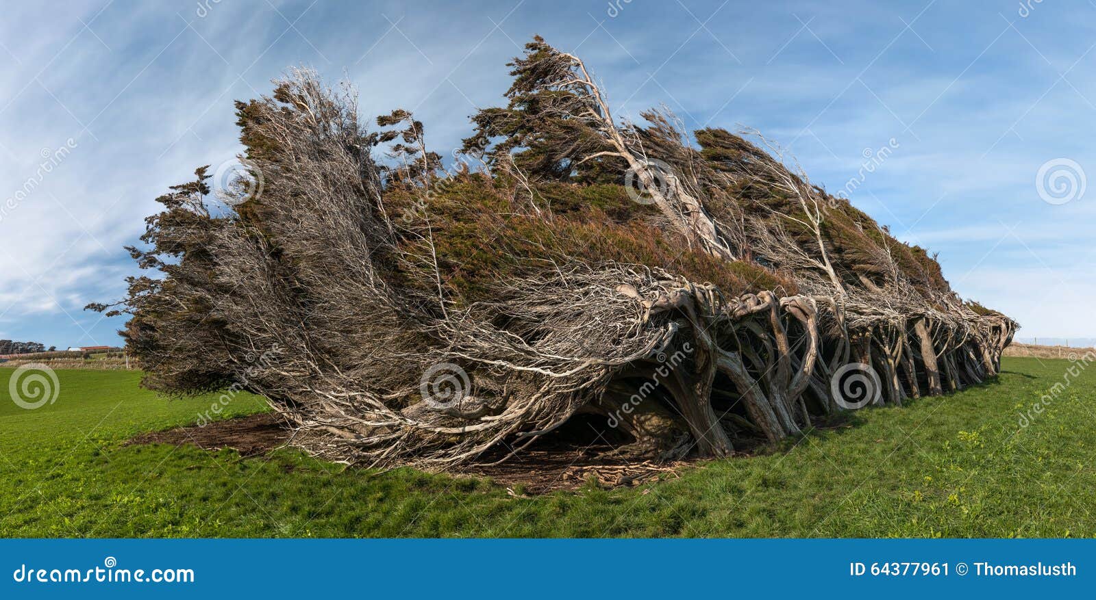 Windswept Trees Near Slope Point The Southernmost Point Of The South ...