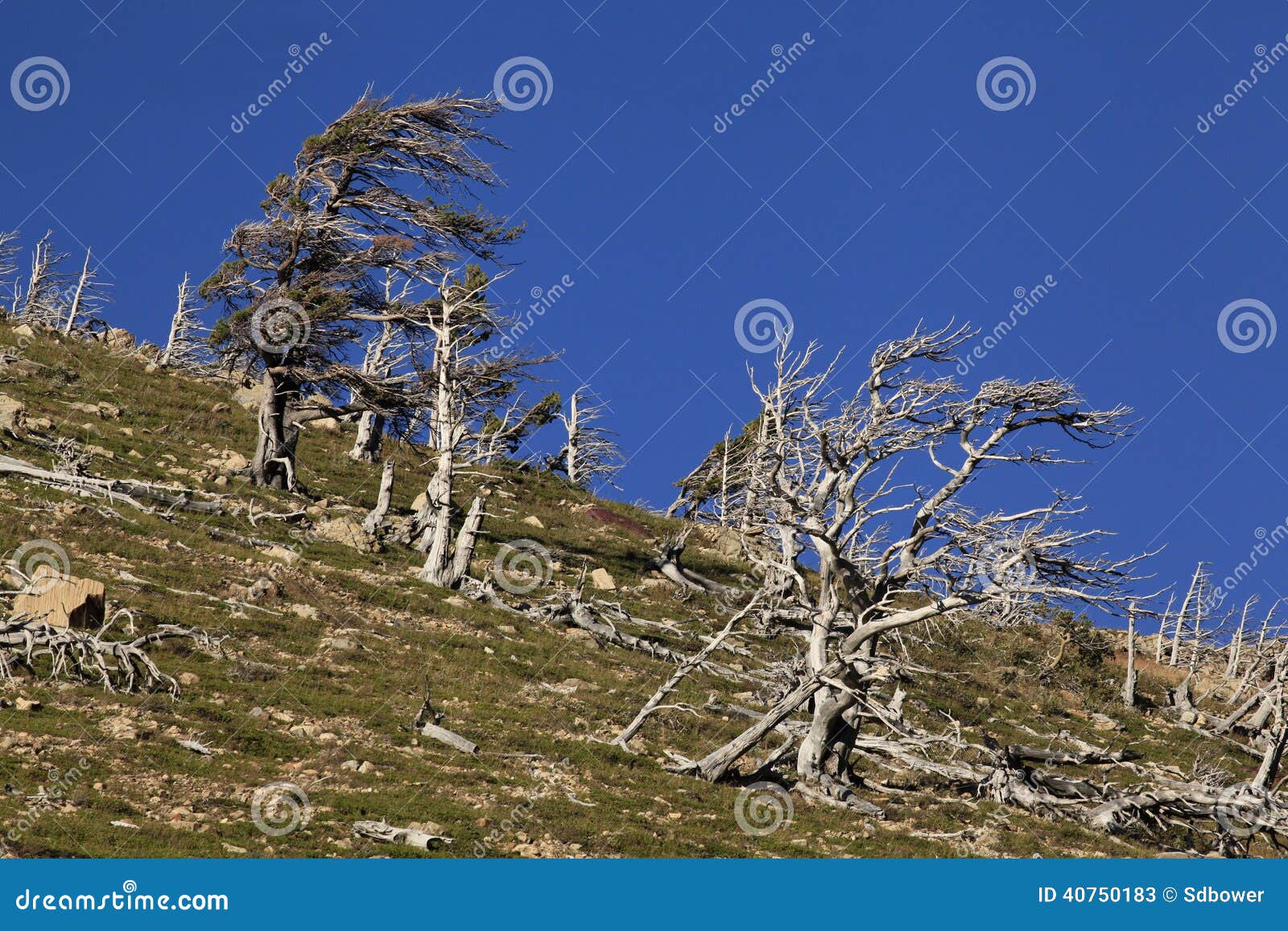Windswept Trees on a Mountain Slope Stock Image - Image of slope, rocky ...