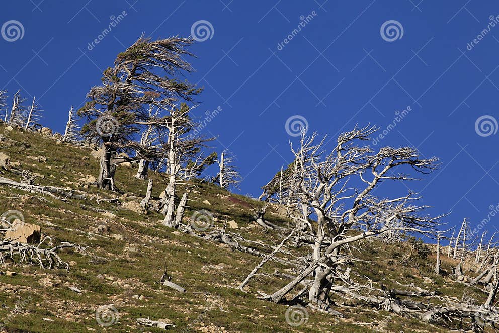Windswept Trees on a Mountain Slope Stock Image - Image of slope, rocky ...