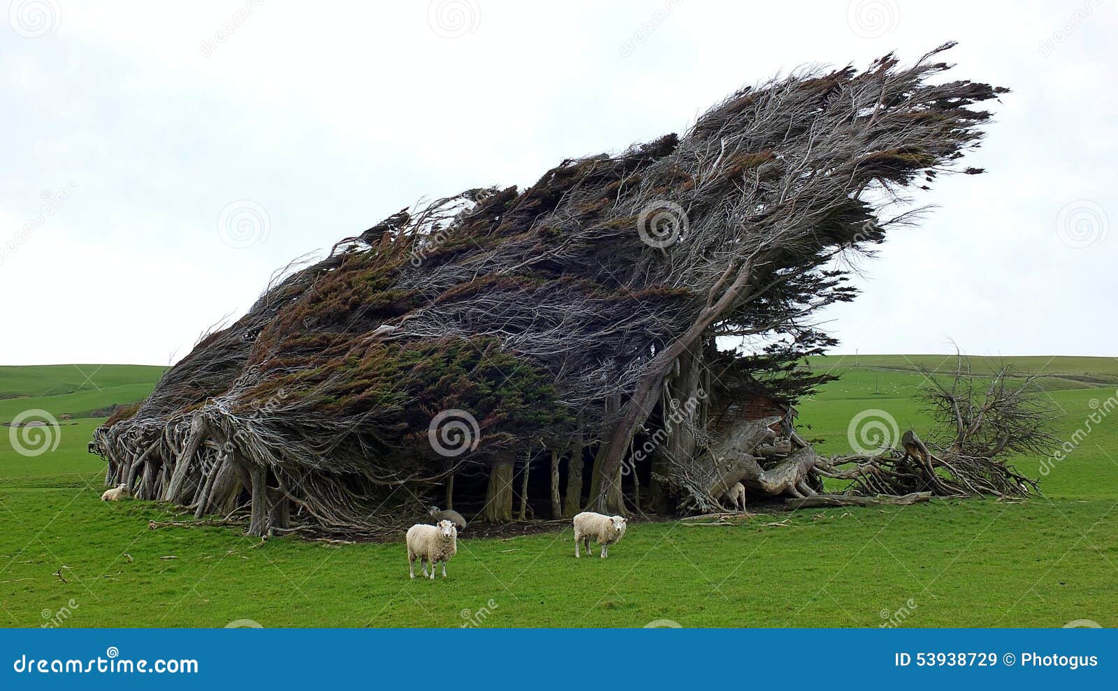 Windswept trees stock image. Image of stressed, winds - 53938729