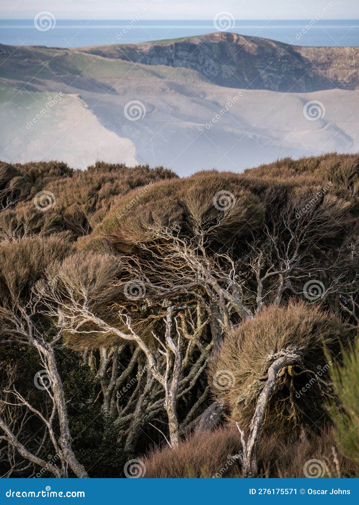 Windswept Trees on Top Mountain by Ocean Stock Image - Image of ocean ...