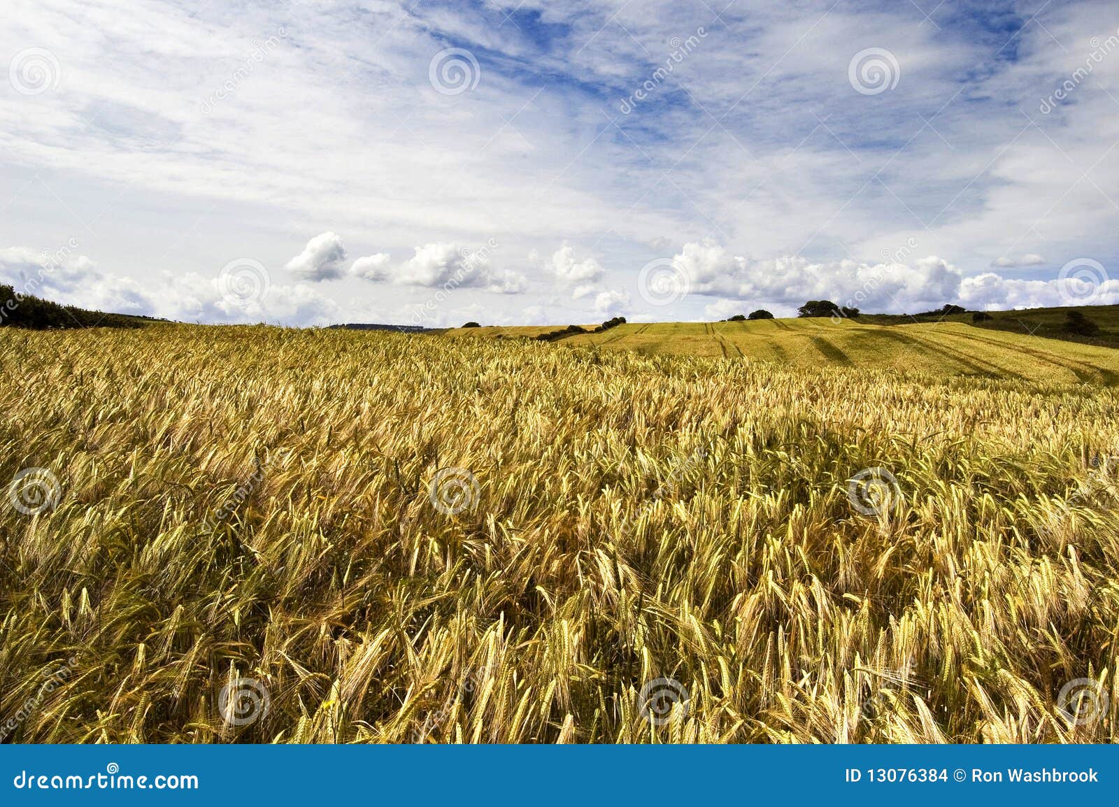 Windswept Wheatfields stock photo. Image of agriculture - 13076384