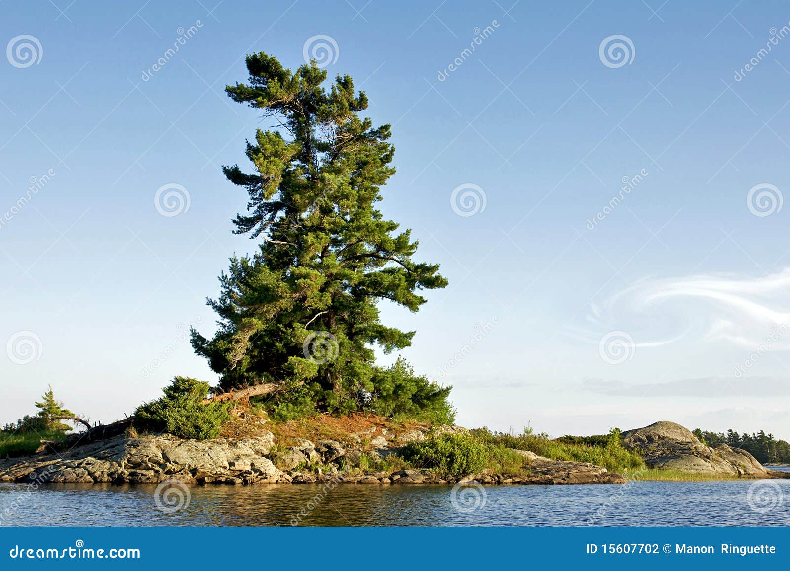 Windswept White Pine stock photo. Image of cloud, shoreline - 15607702