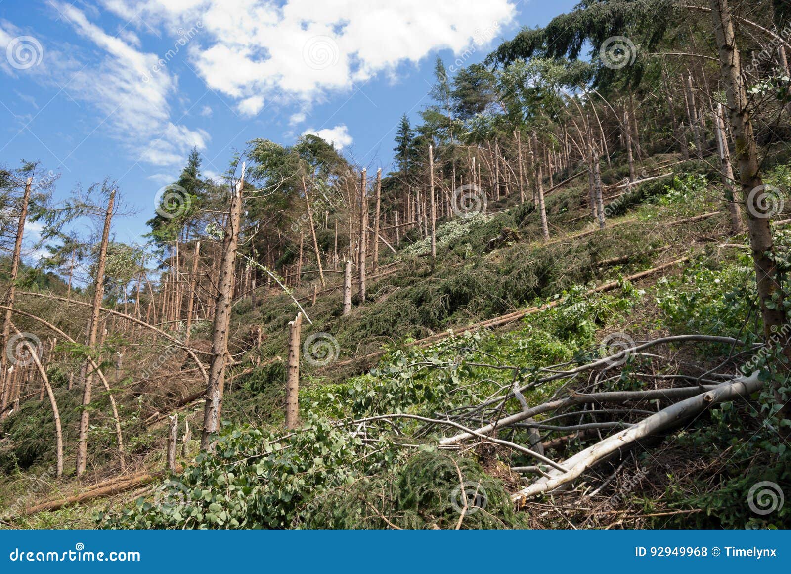 Windthrow of Trees in a Mountainous Coniferous Forest Stock Photo ...