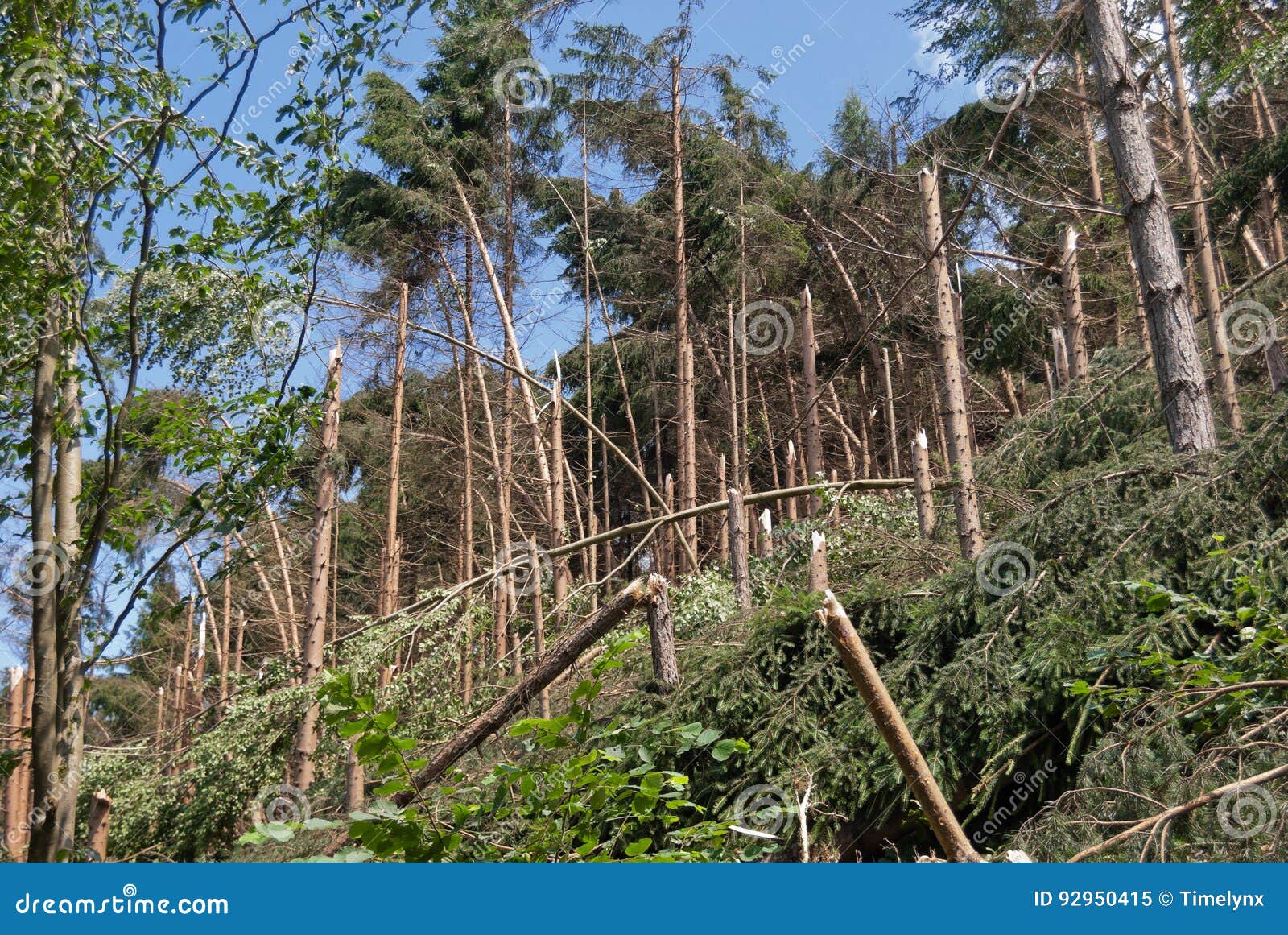 Windthrow of Trees in a Mountainous Coniferous Forest Stock Image ...