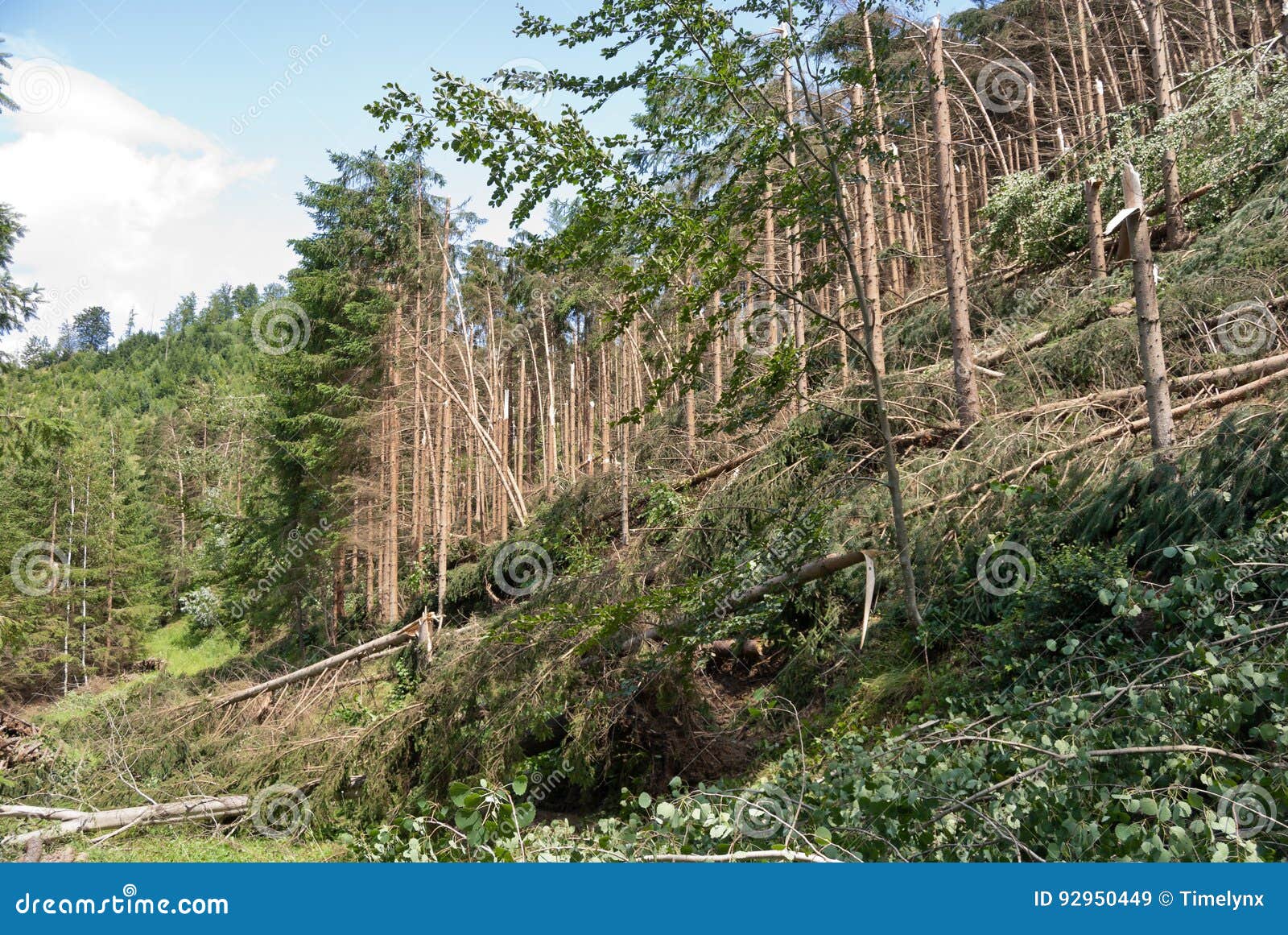 Windthrow of Trees in a Mountainous Coniferous Forest Stock Image ...