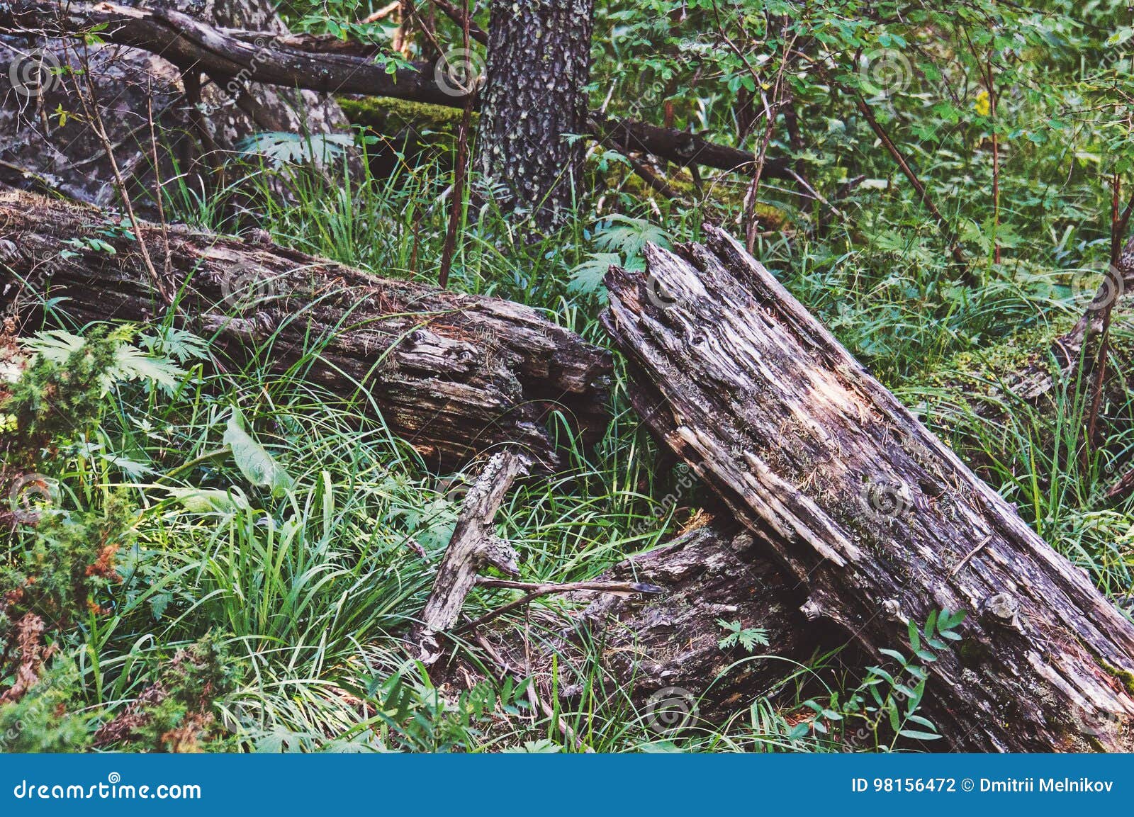 Windthrow, Windfalls and Windbreaks of Trees Stock Photo - Image of ...