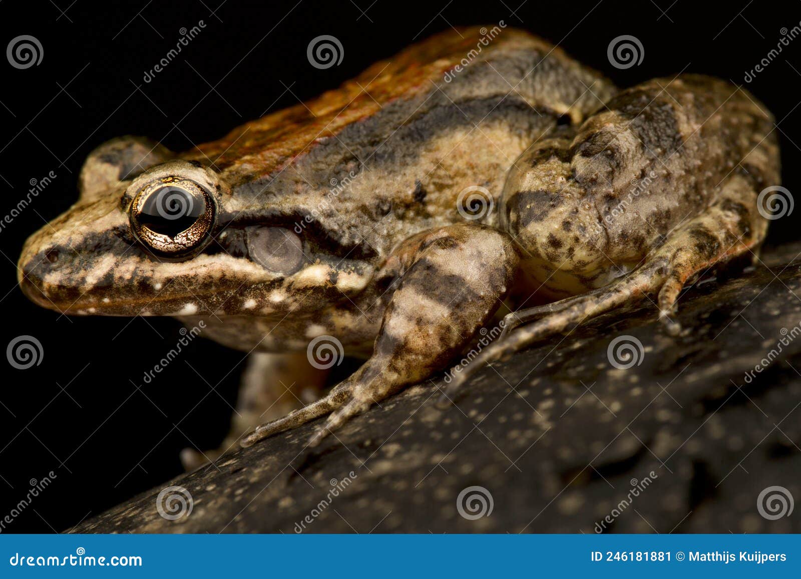 Windward Ditch Frog Leptodactylus Validus Stock Image - Image of ...