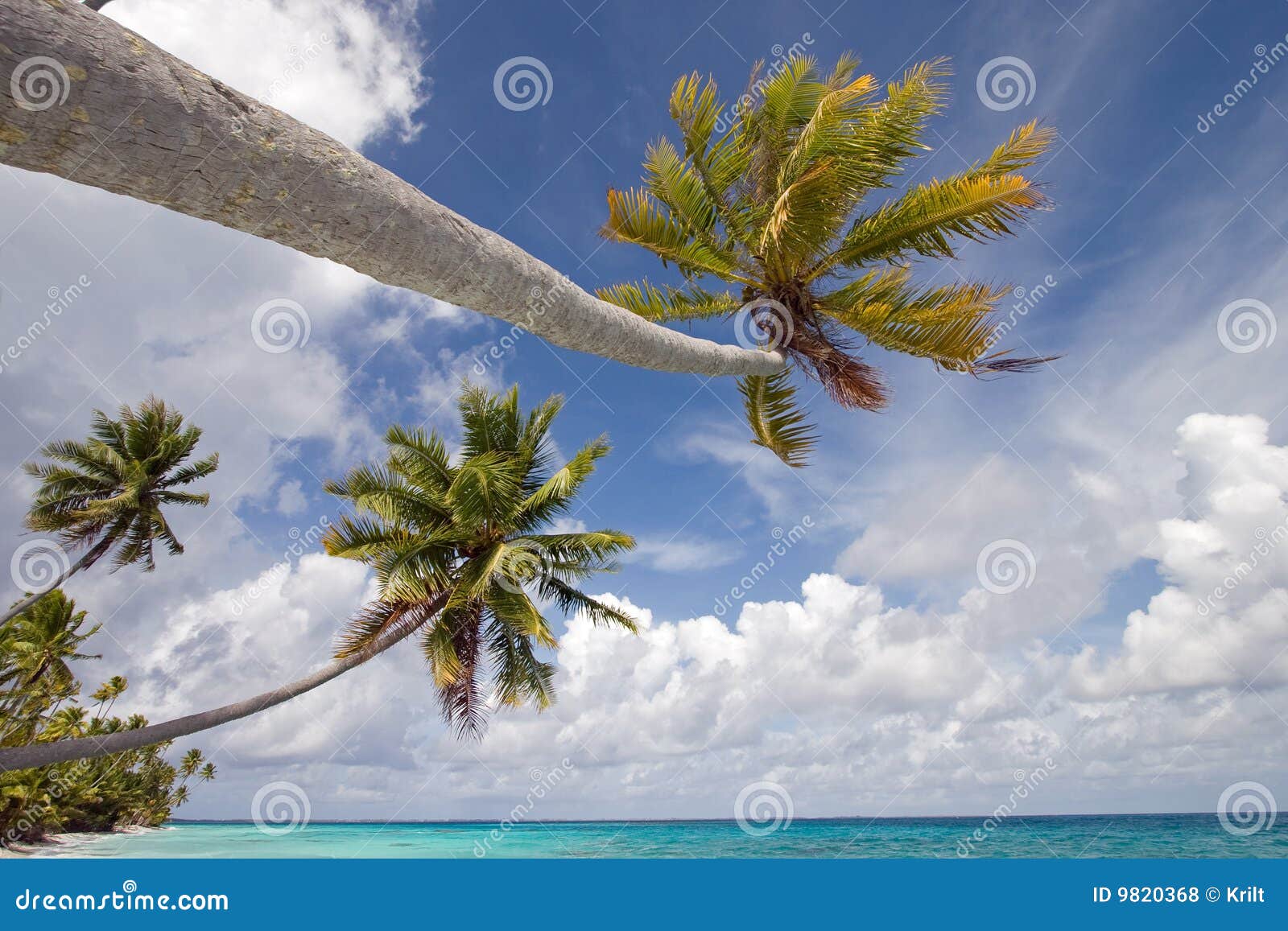 Windy stock photo. Image of frond, heaven, surreal, leaning - 9820368
