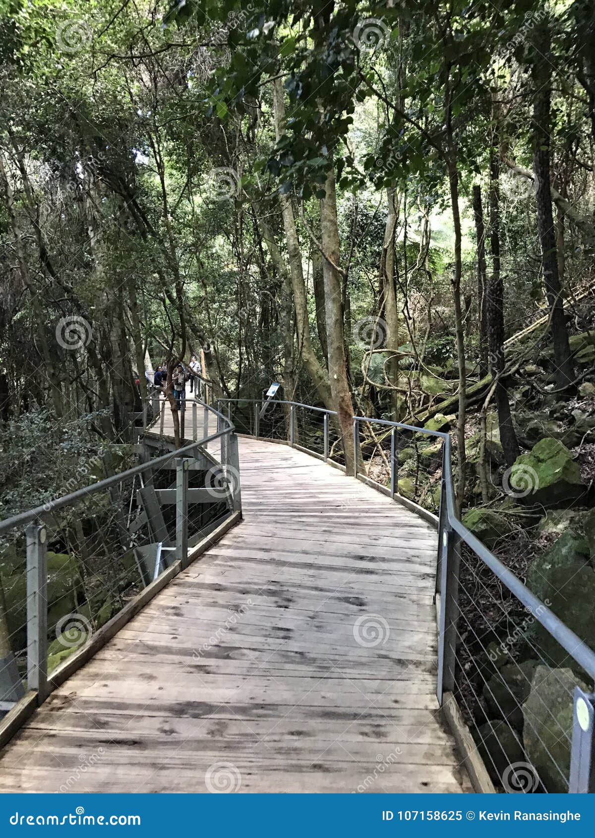 Bridge editorial image. Image of windy, forest, sydney - 107158625