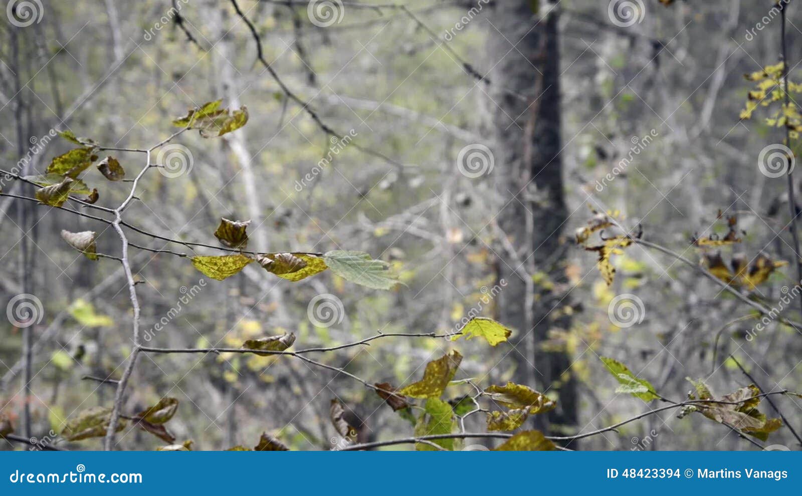 Windy day in autumn forest stock footage. Video of summer - 48423394