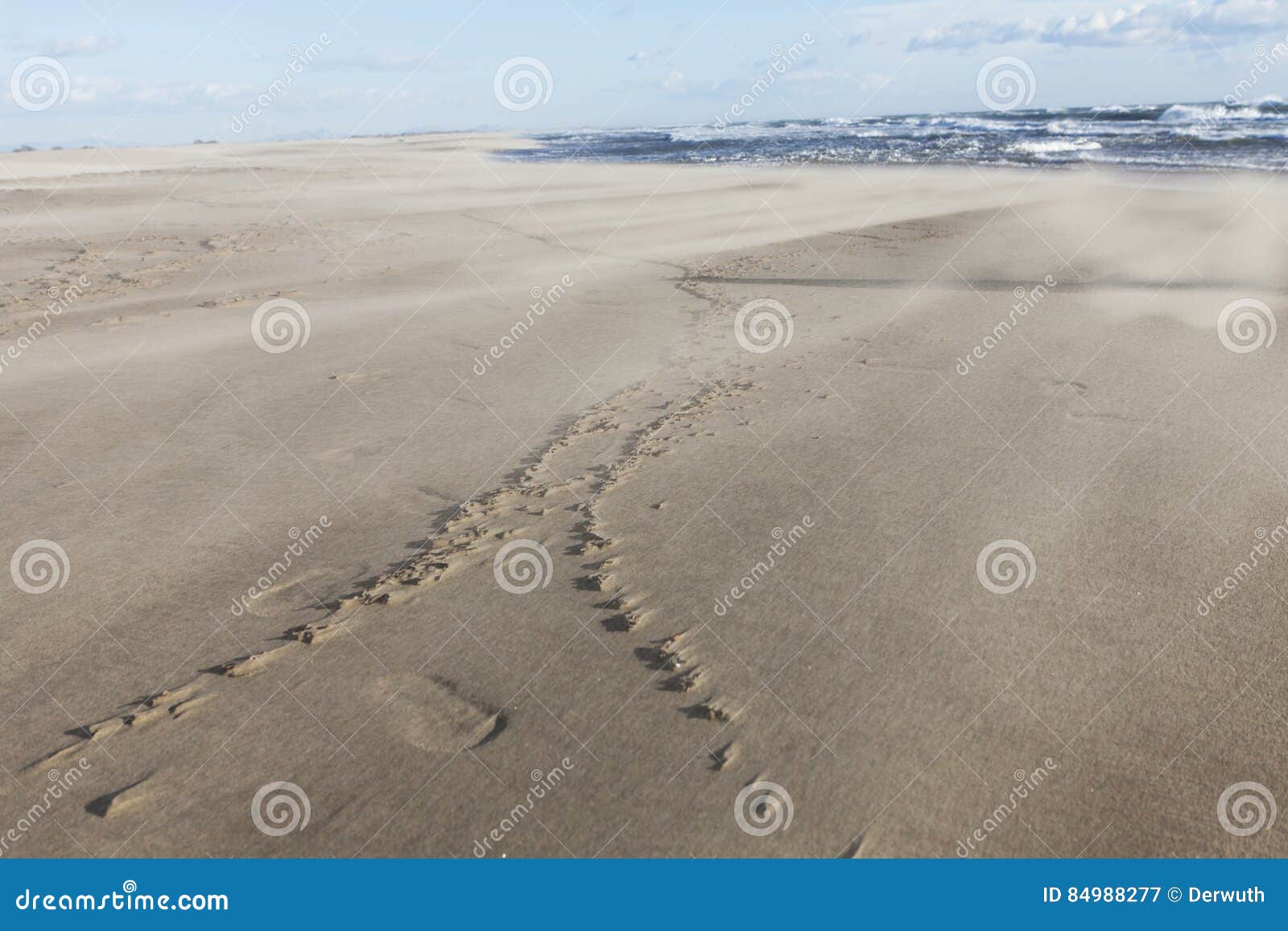 Windy day on a beach stock image. Image of windy, dunes - 84988277