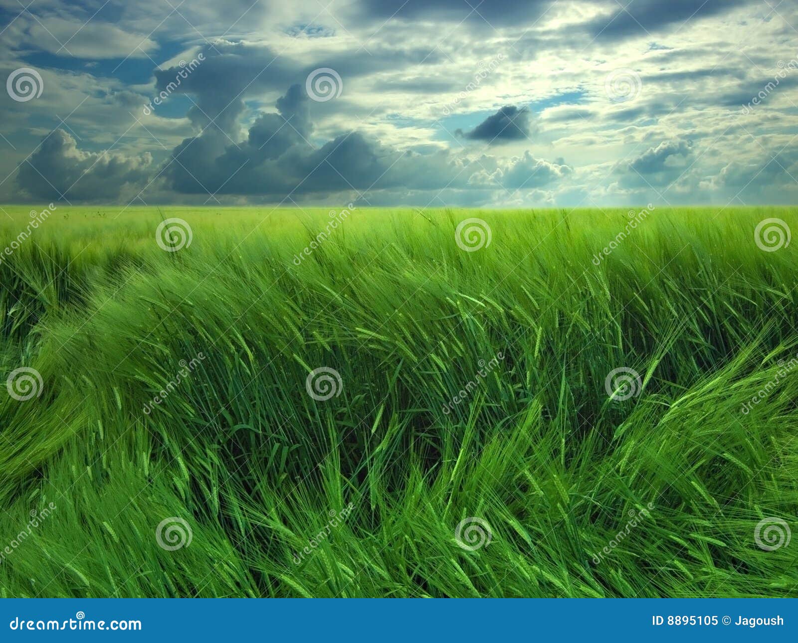 Windy day in the field stock image. Image of corn, landscape - 8895105