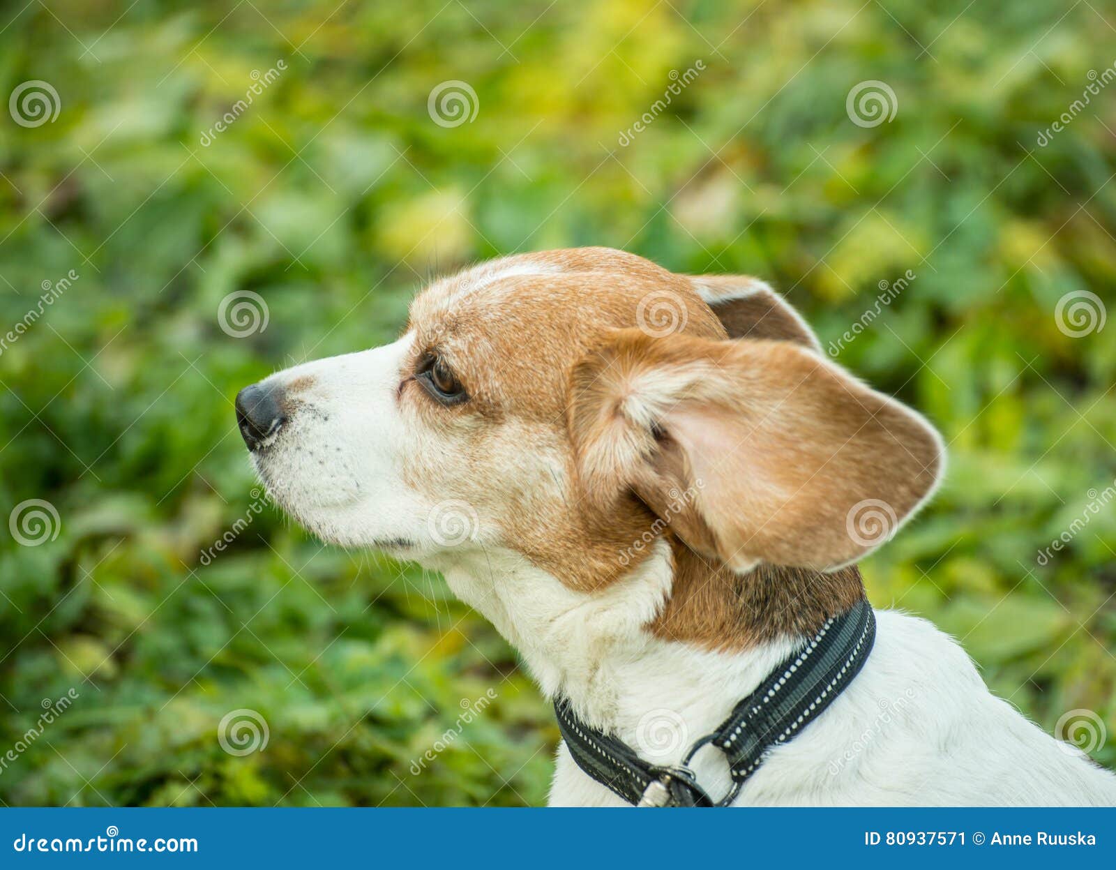 Windy day stock image. Image of flying, beagles, flyingears - 80937571
