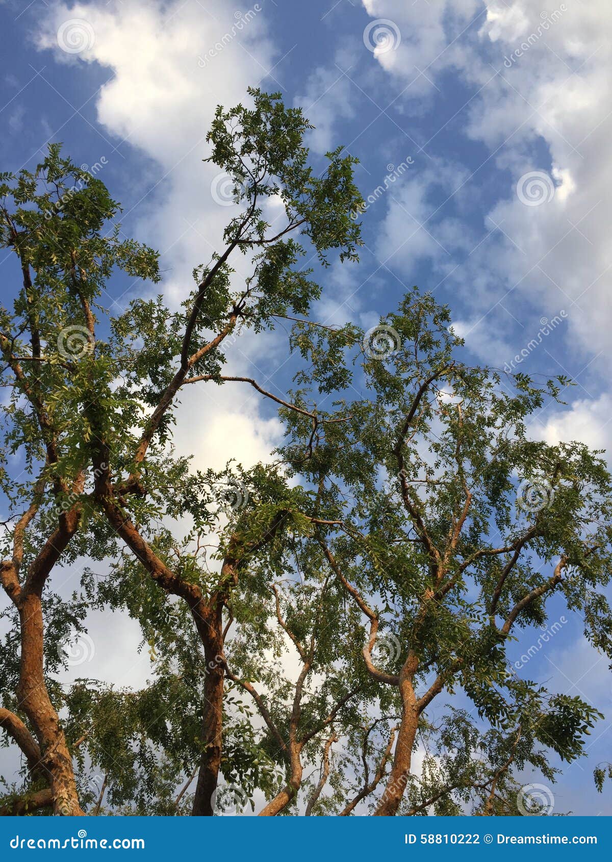 Windy days stock photo. Image of wind, days, windy, blowing - 58810222