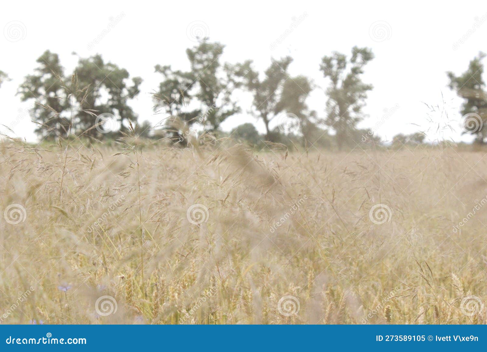 Windy dry field stock image. Image of agriculture, grassland - 273589105