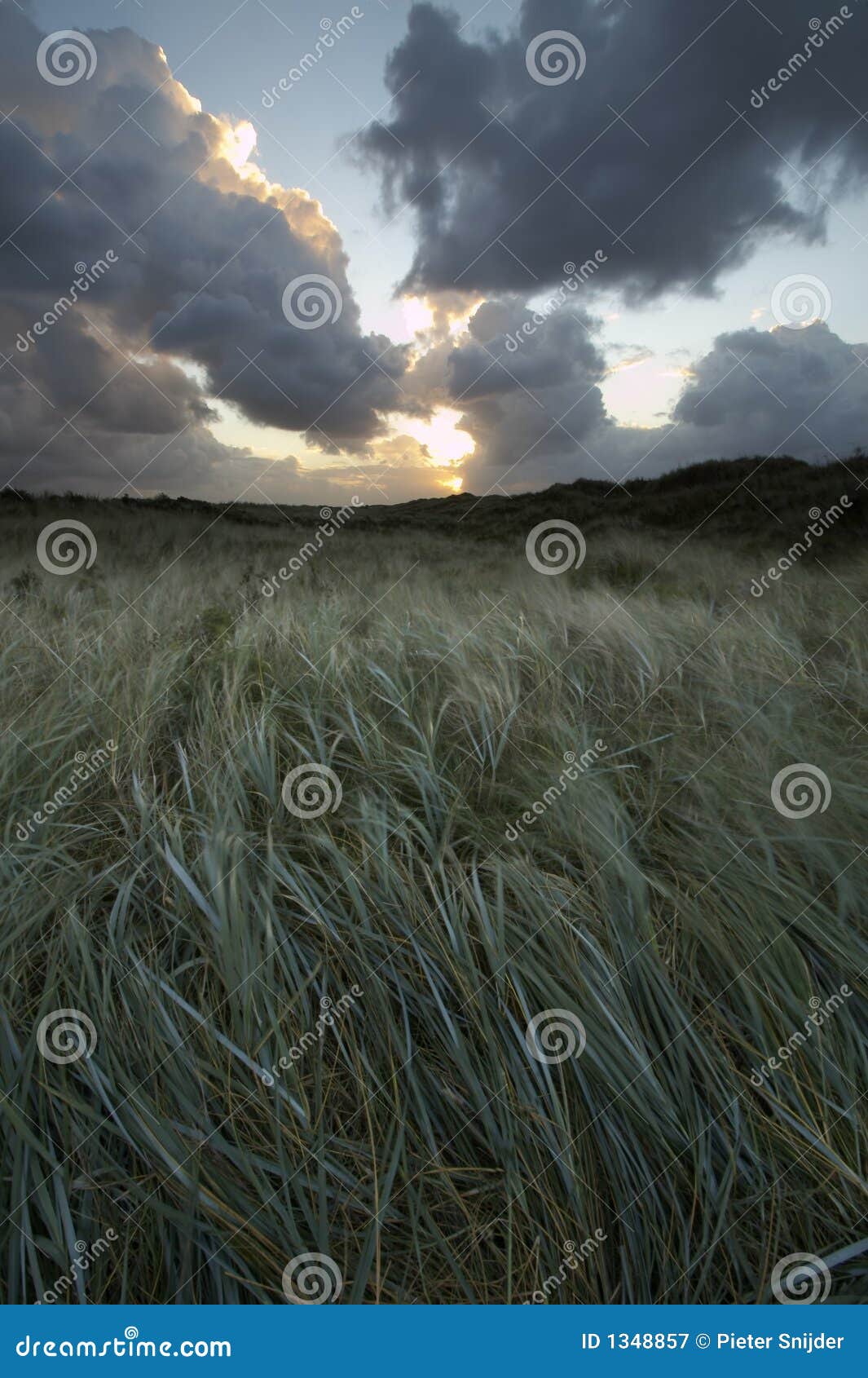 Windy Field on an Early Morning Stock Image - Image of grass ...